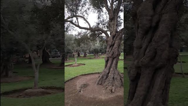 Парк Оливар-2025