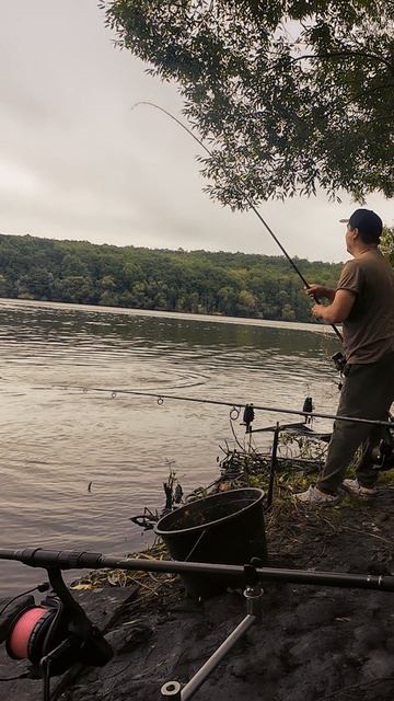 Накормил зерном и получил