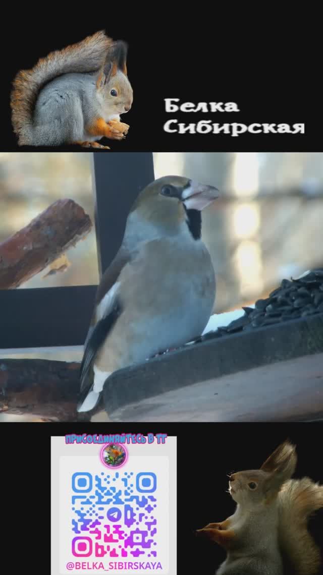 Дубонос прилетел на кормушку