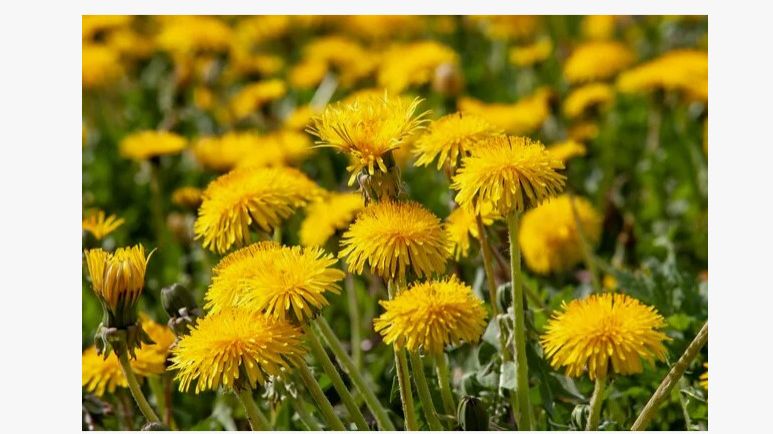 Уникальное растение