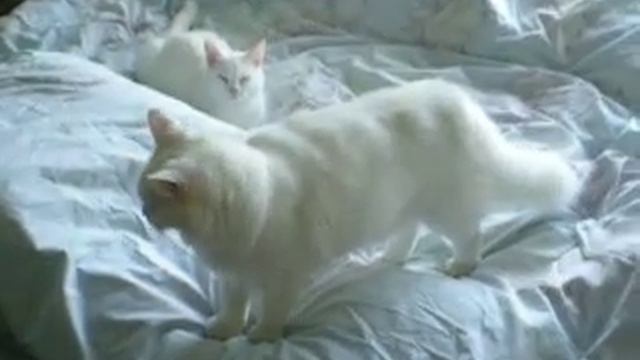 Ангорки на кровати