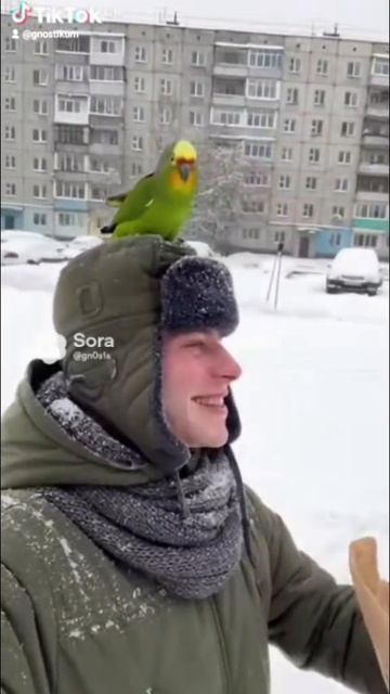 Попугай. Ржу не могу