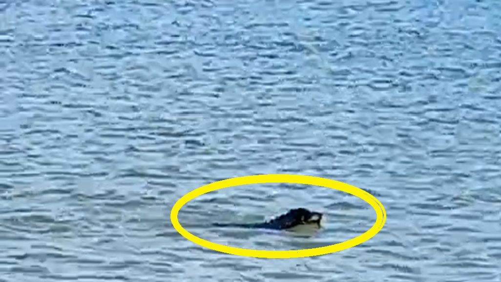 Морской волк