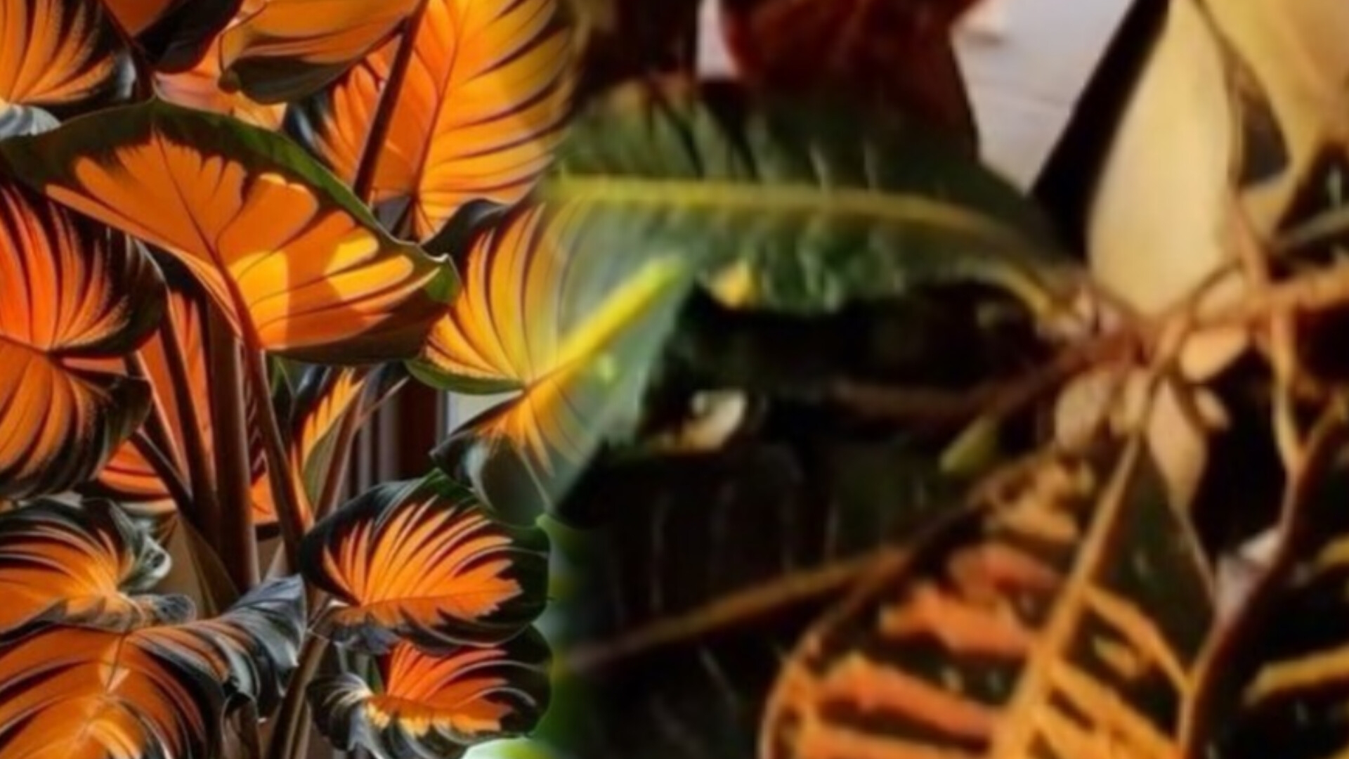 ОБЗОР ЭКЗОТИЧЕСКИХ ДЕРЕВЬЕВ МОИХ ВЫРАЩЕННЫХ В КВАРТИРЕ