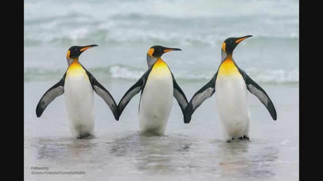 Избранное из победителей Comedy Wildlife Photography Awards. 2020-2024