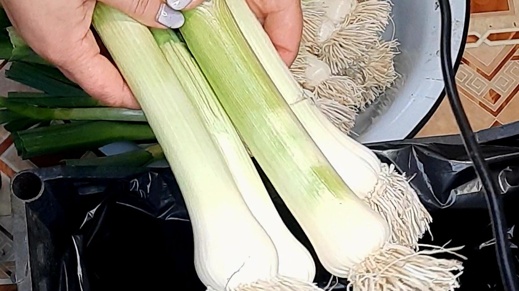 Правила Посева ЛУКА ПОРЕЙ на Рассаду - Просто и Результативно!!!