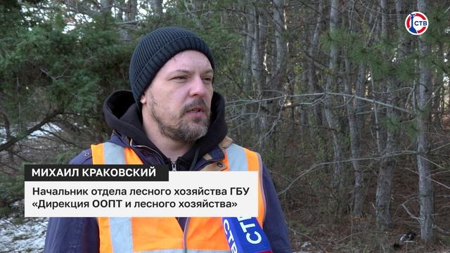 В севастопольских лесах продолжается подготовка к пожароопасному сезону