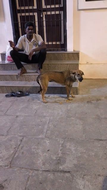 Ревнивые индийские собачки поспорили из- за мужчины. Город Пудучерри. Южная Индия.