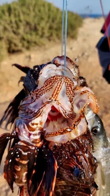 Ядовитая рыба-лев у побережья Северного Кипра