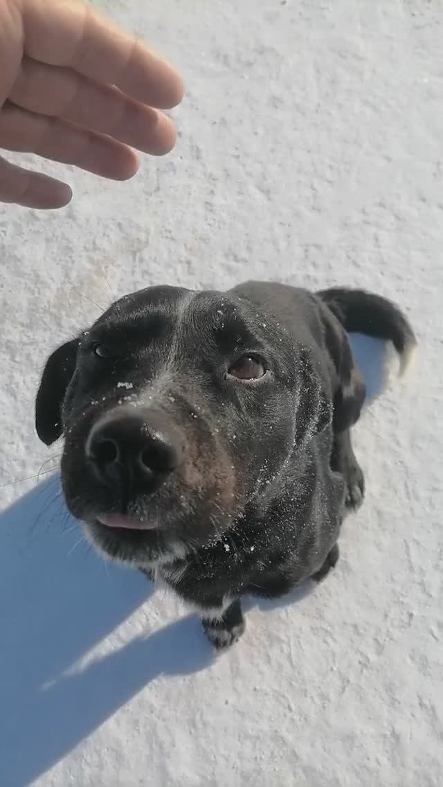 Пёсик Барбосик ждёт весну и всем передаёт привет!