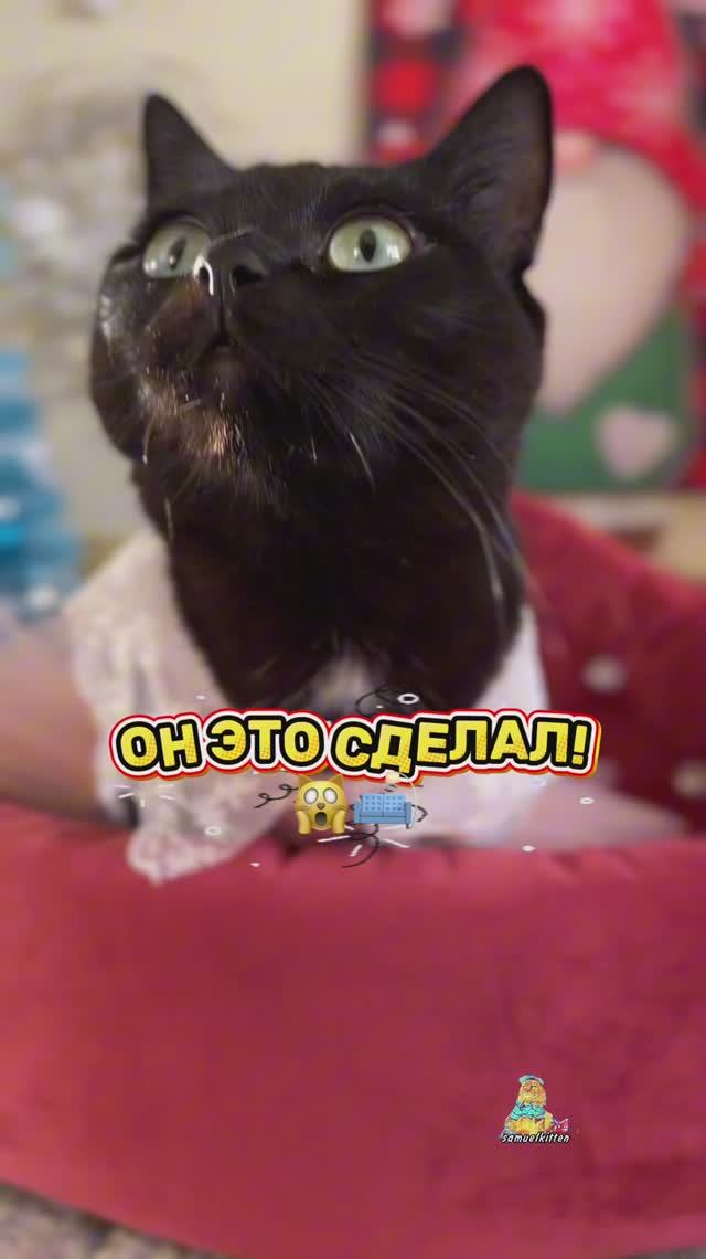 А кто у вас главный дизайнер в доме?😹 #котики #юмор #дизайнер