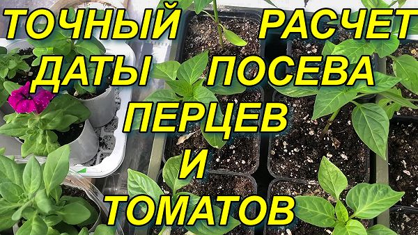 ТОЧНЫЙ РАСЧЕТ ДАТЫ ПОСЕВА ПЕРЦЕВ И ТОМАТОВ