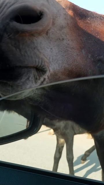 Ослик попросил ещё огурцов пока мы не уехали🫏