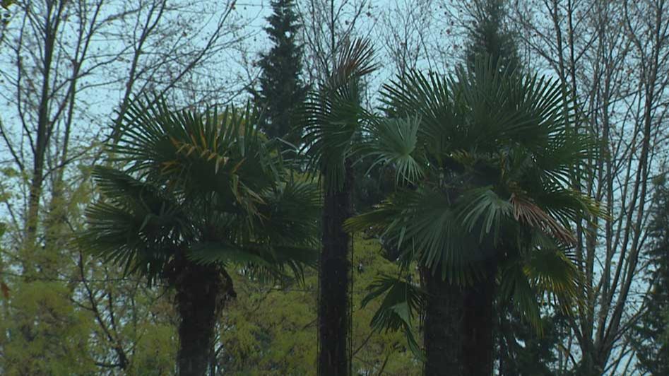 В России создали комиссию для спасения сочинских пальм от вредителей