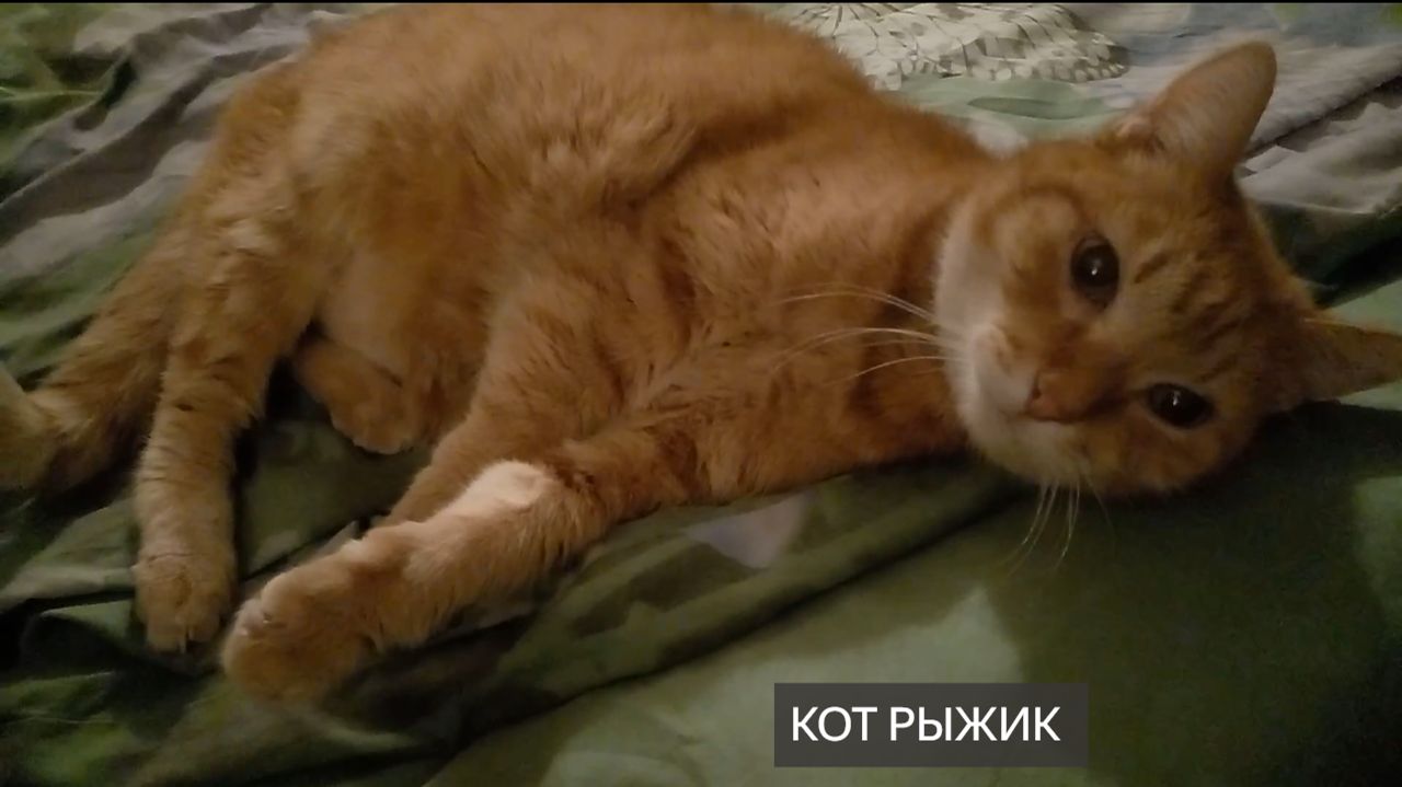 РЫЖИЙ КОТ. Рыжик. Кот прям, как из рекламы. Общаюсь с котом. Он передает Вам привет и лайк!
