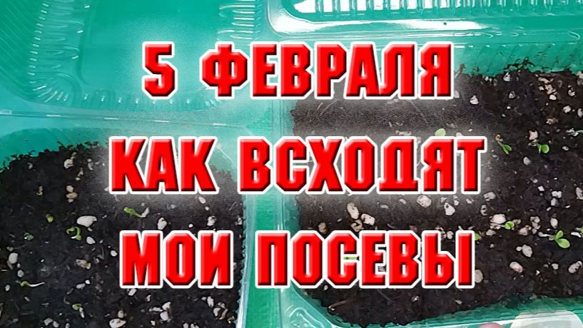 5 января. Первые всходы петунии, газании и лобелии
