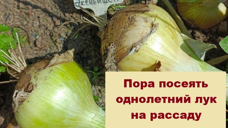 Посев однолетнего лука на рассаду - уже пришло время!