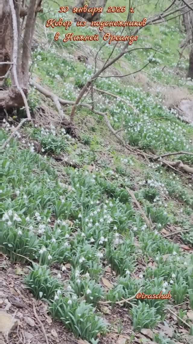 30 января 2026 г. Подснежники в Нижней Ореанде #ялта #ялта 2026 #ореанда #подснежники
