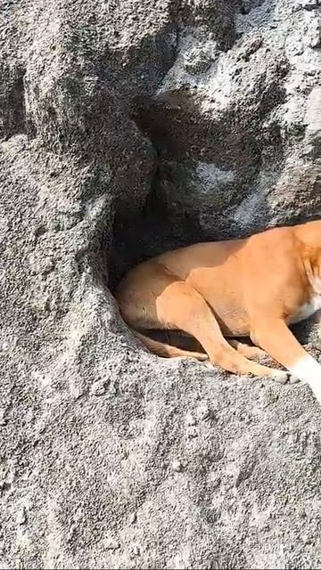 Так отдыхают собачки в Индии. Сладкий сон в куче с цементом.