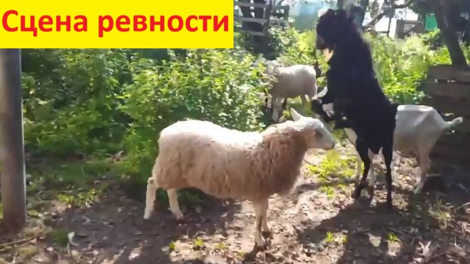 Сцена ревности