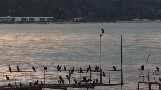 Сухумское утро