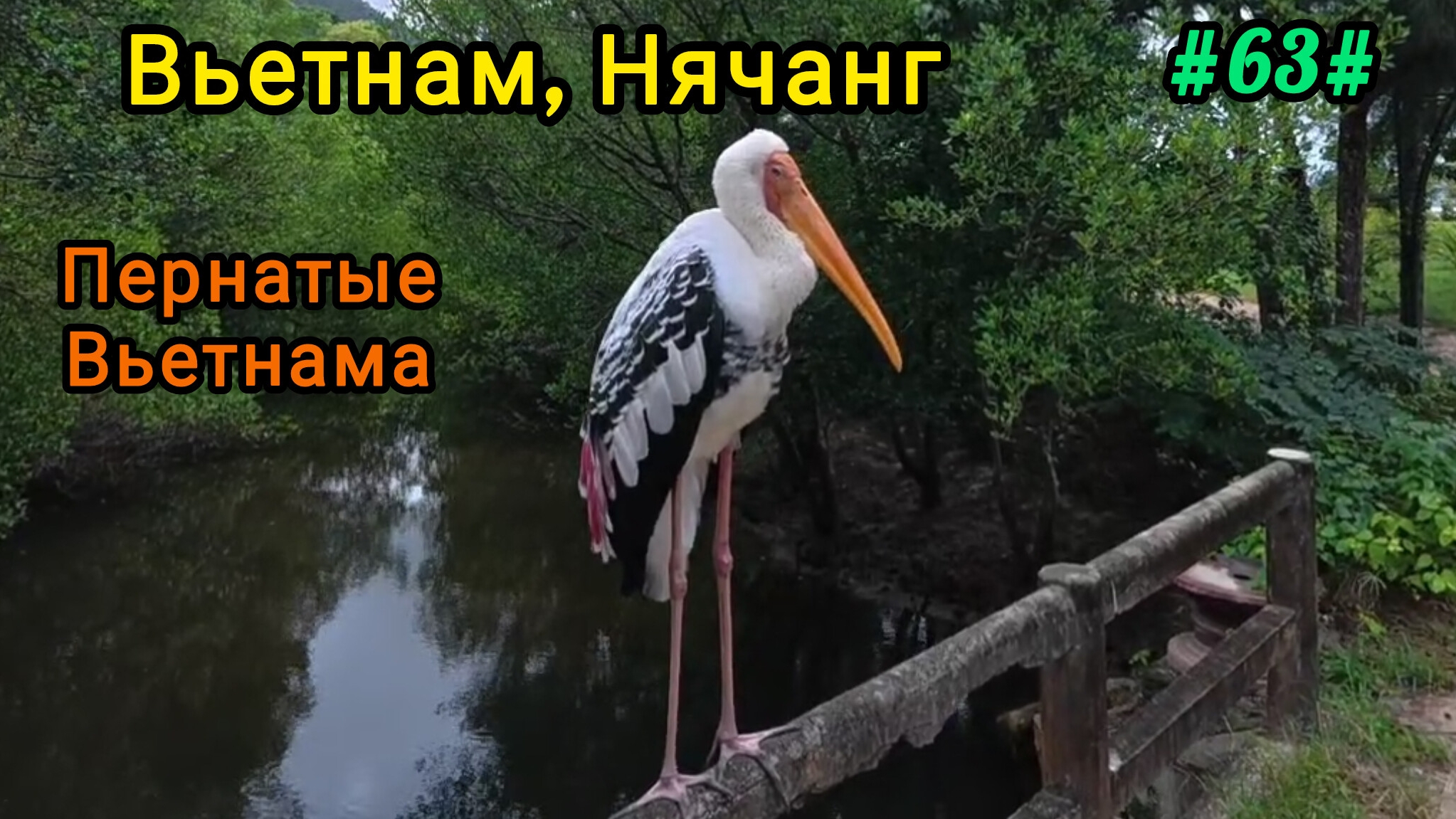 Вьетнамские пернатые. Вьетнам, Нячанг