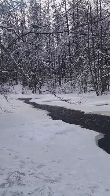 Линдуловская роща. Зеленогорск
