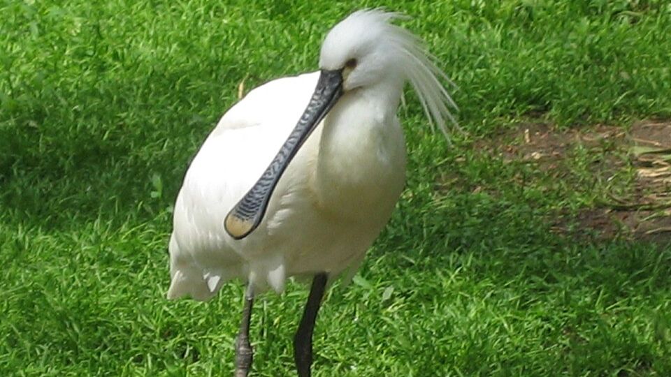 Китай. Город Гуанчжоу. Птица - колпица.