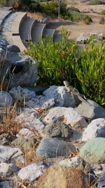 В античном театре нас встретила агама