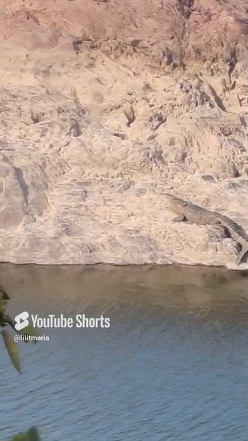 Прекрасная река в Индии кишит крокодилами.  Нельзя в ней купаться_