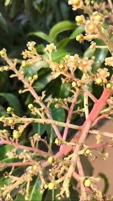 Как цветет дерево манго в Южной Индии_