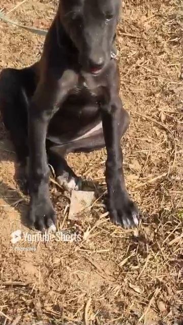 Черный пес в Индии - символ Богини Кали.