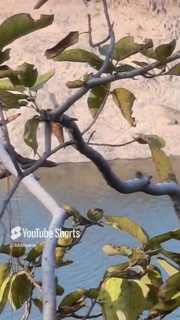 Прекрасная река в Индии  с чистой водой рыбками таит в себе опасности.