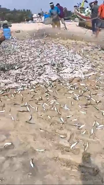 Что делают рыбаки на пляже Индийского океана. Вороны и собаки собрались.