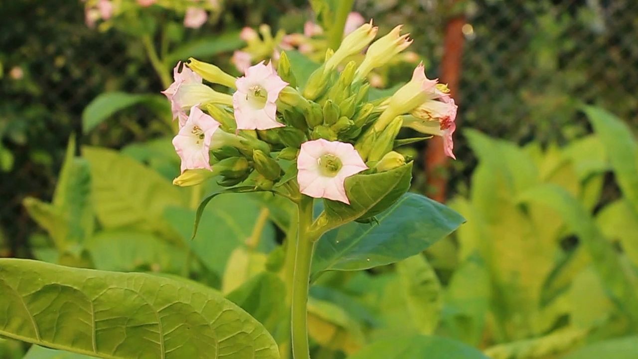 «КРУГОВОРОТ ТАБАКОВОДА И ХАСКИ АСИ: ОТ ПАСХИ ДО ПЕРВОГО СНЕГА» «Сады порока» 10 сезон 1 серия