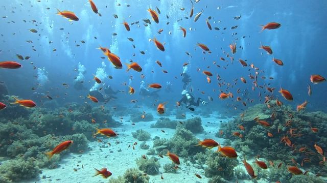 коралловый риф,  дайвинг в Египте, Щарм-эль-шейх