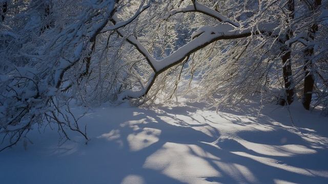 Свет в лесу под снегом: оптические чудеса