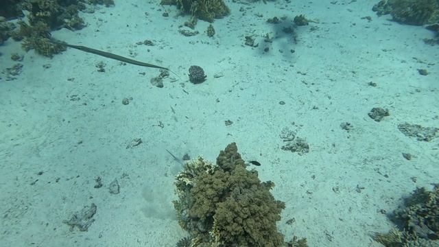 рыба игла, скат, дайвинг в Египте, Шарм-эль-шейх