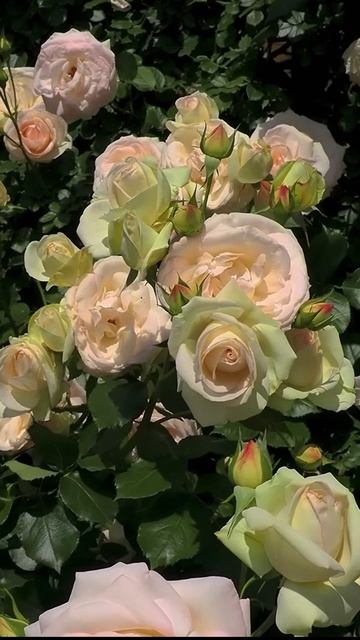 РОЗА БЛАНК ПЬЕР ДЕ РОСАНД