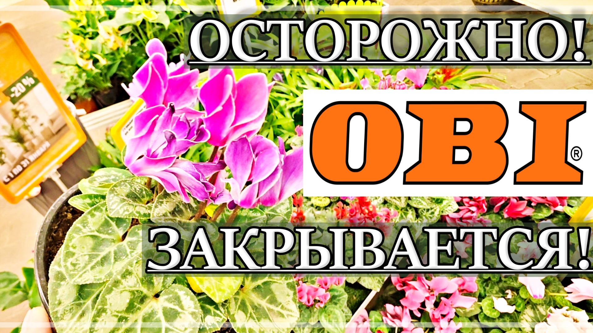 Гипермаркет OBI РЯЗАНЬ. ОБЗОР Растений. Что Интересного?