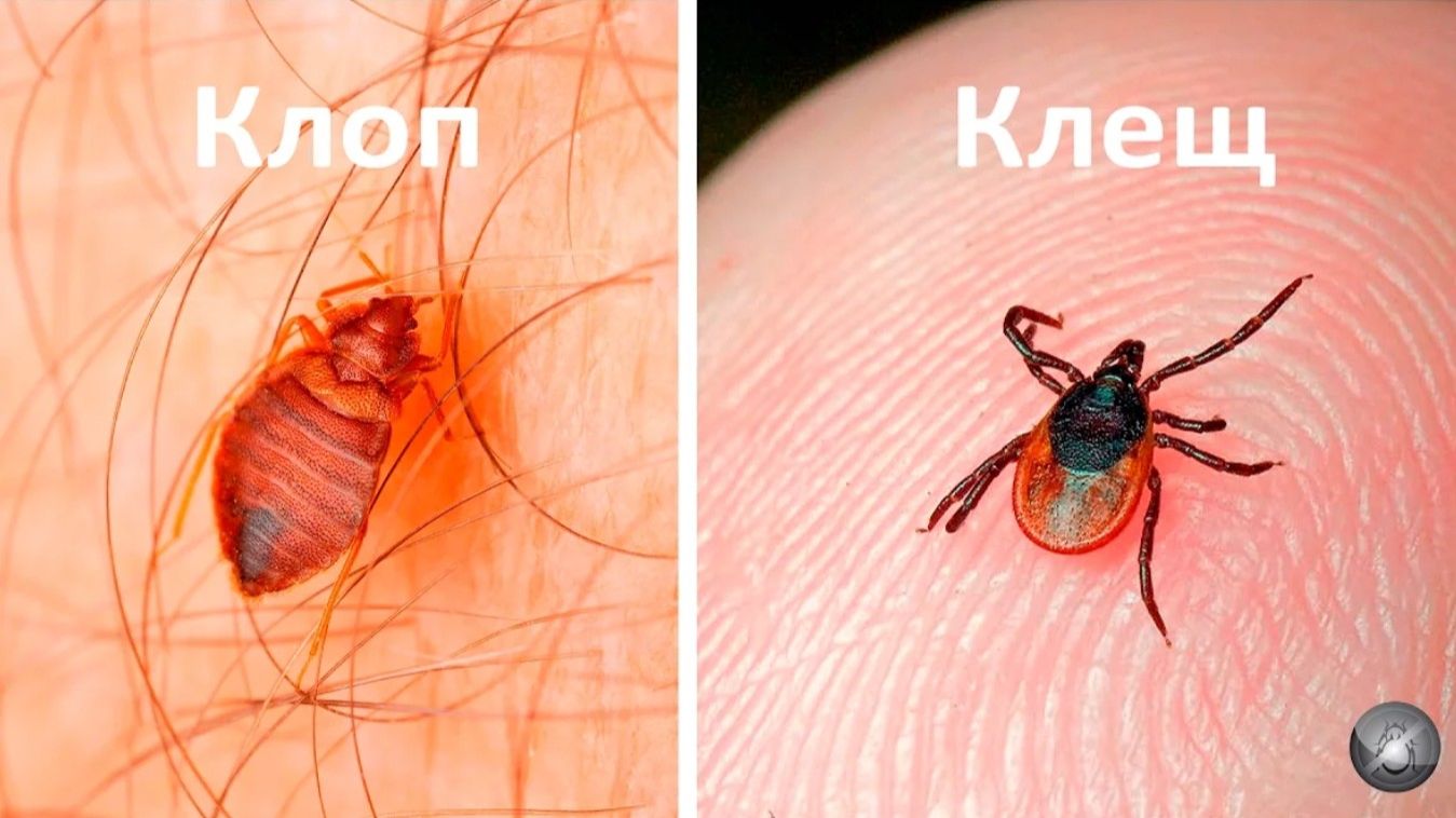 Как отличить клопа от клеща?