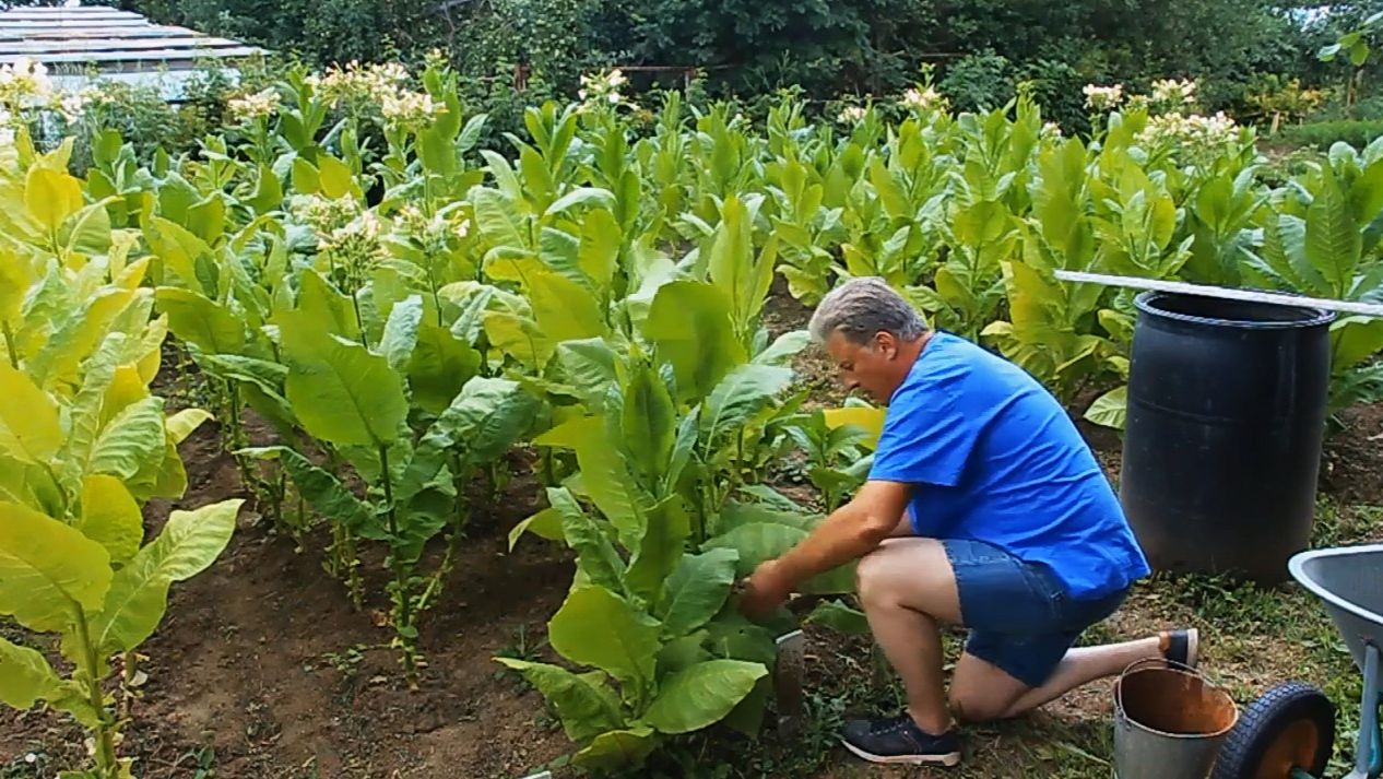 «МОИ НОВОГОДНИЕ СИГАРЫ - 2026: ИЗ ГОРЯЧЕГО ИЮЛЯ - В СНЕЖНЫЙ ДЕКАБРЬ» «Сады порока» 10 сезон 2 серия