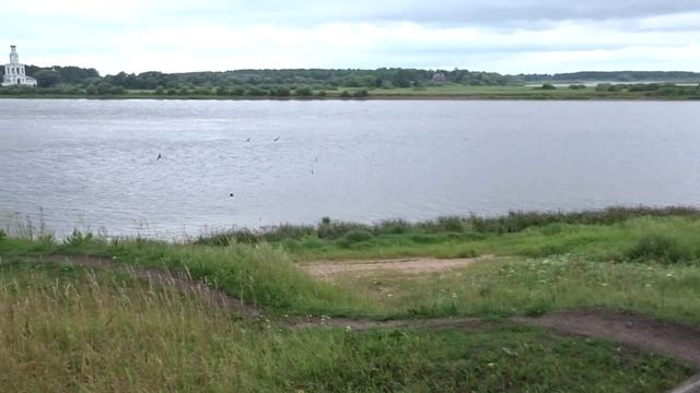 Чайки и хлеб