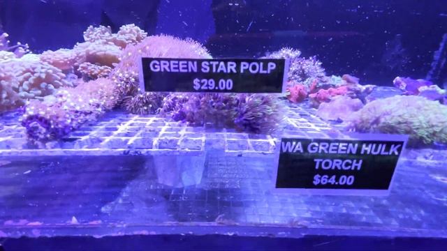 Аквариумы разные и разнообразные, Австралия(Me & Australia)