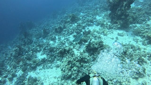 наполеон,дайвинг в Египте, Шарм-эль-шейх