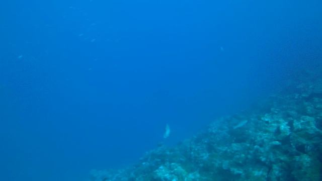 дайвинг на Мальдивах, рыба наполеон