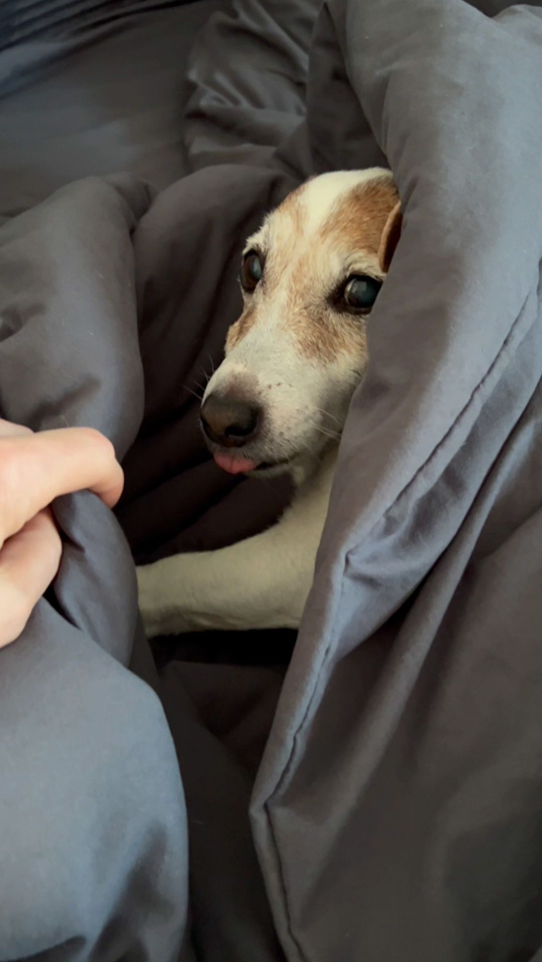 Однажды морозным зимним утром ❄️🐶❤️❄️