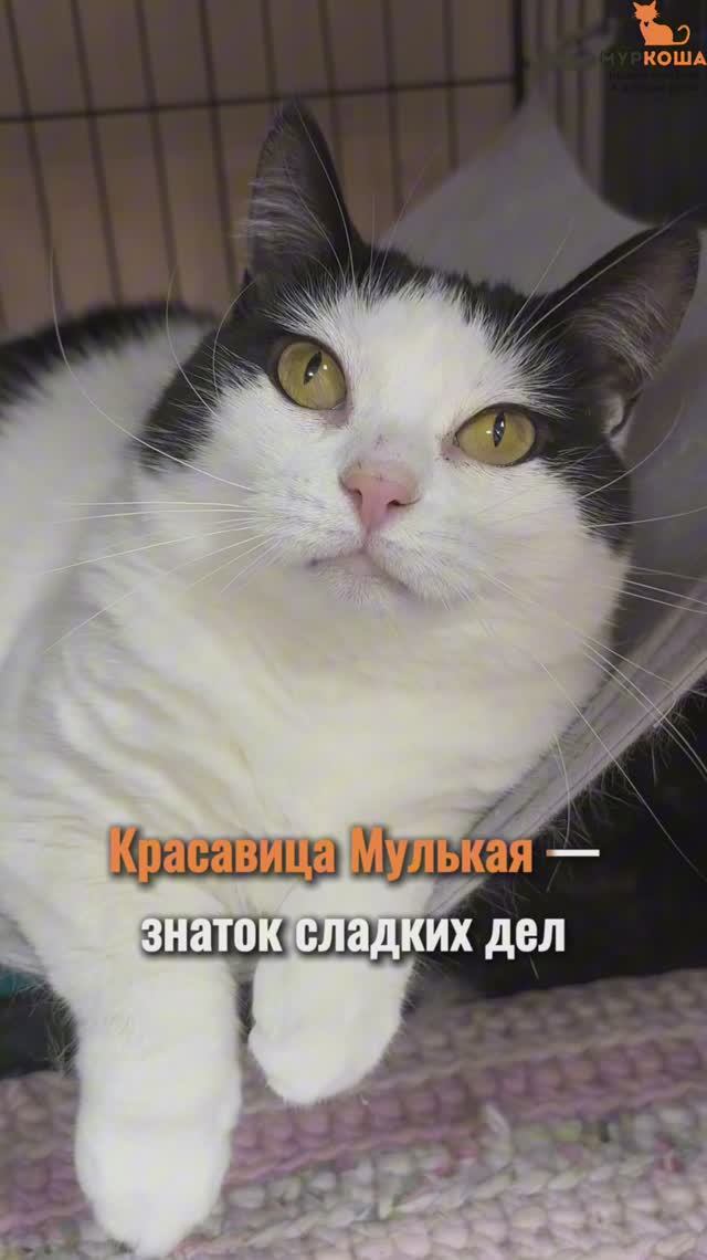 Мулькая ждёт вас в приюте #Муркоша