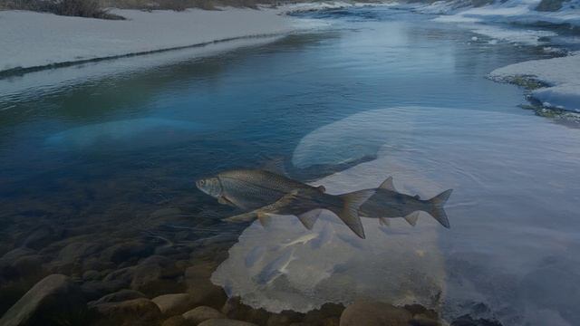 Миграция рыб: влияние снега