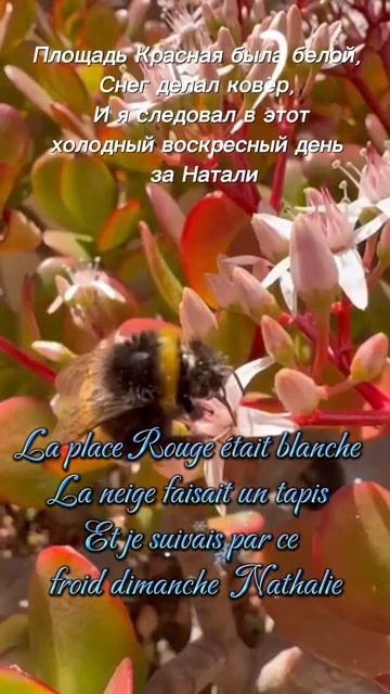 Натали | Французский хит 60х - 70х